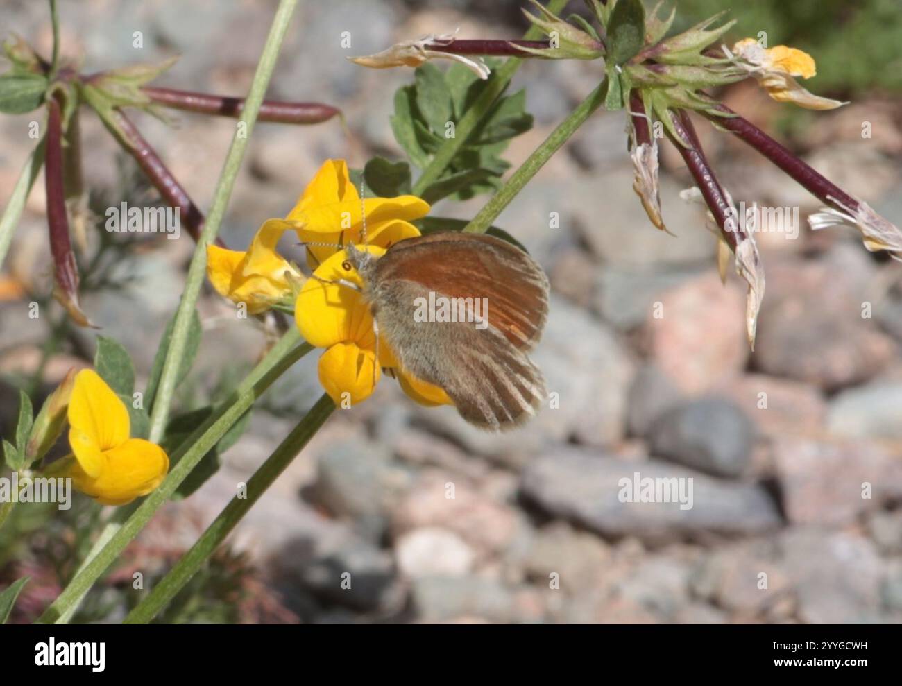 Common Ringlet (Coenonympha california Stock Photo - Alamy