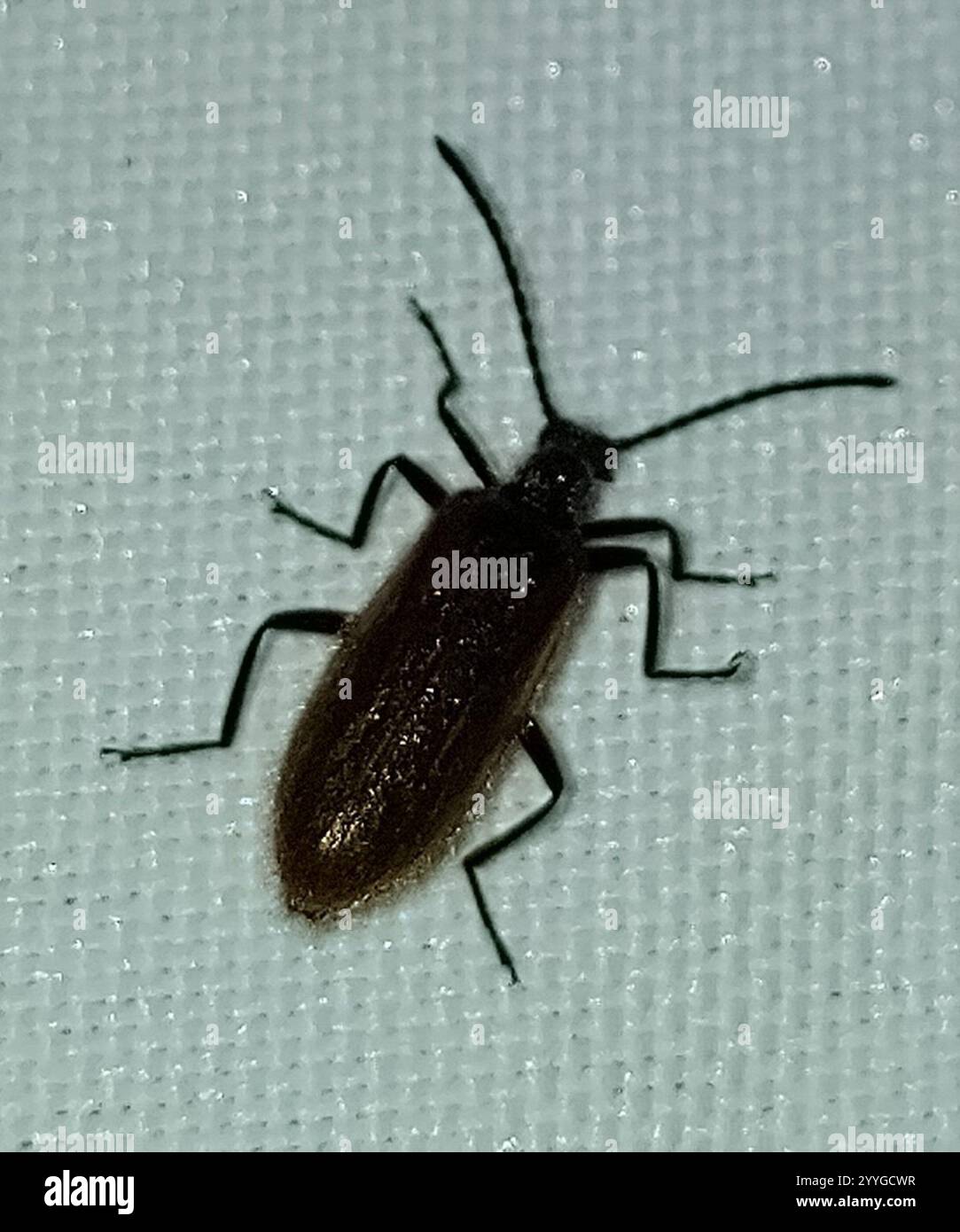 Rough-haired Lagria Beetle (Lagria hirta Stock Photo - Alamy