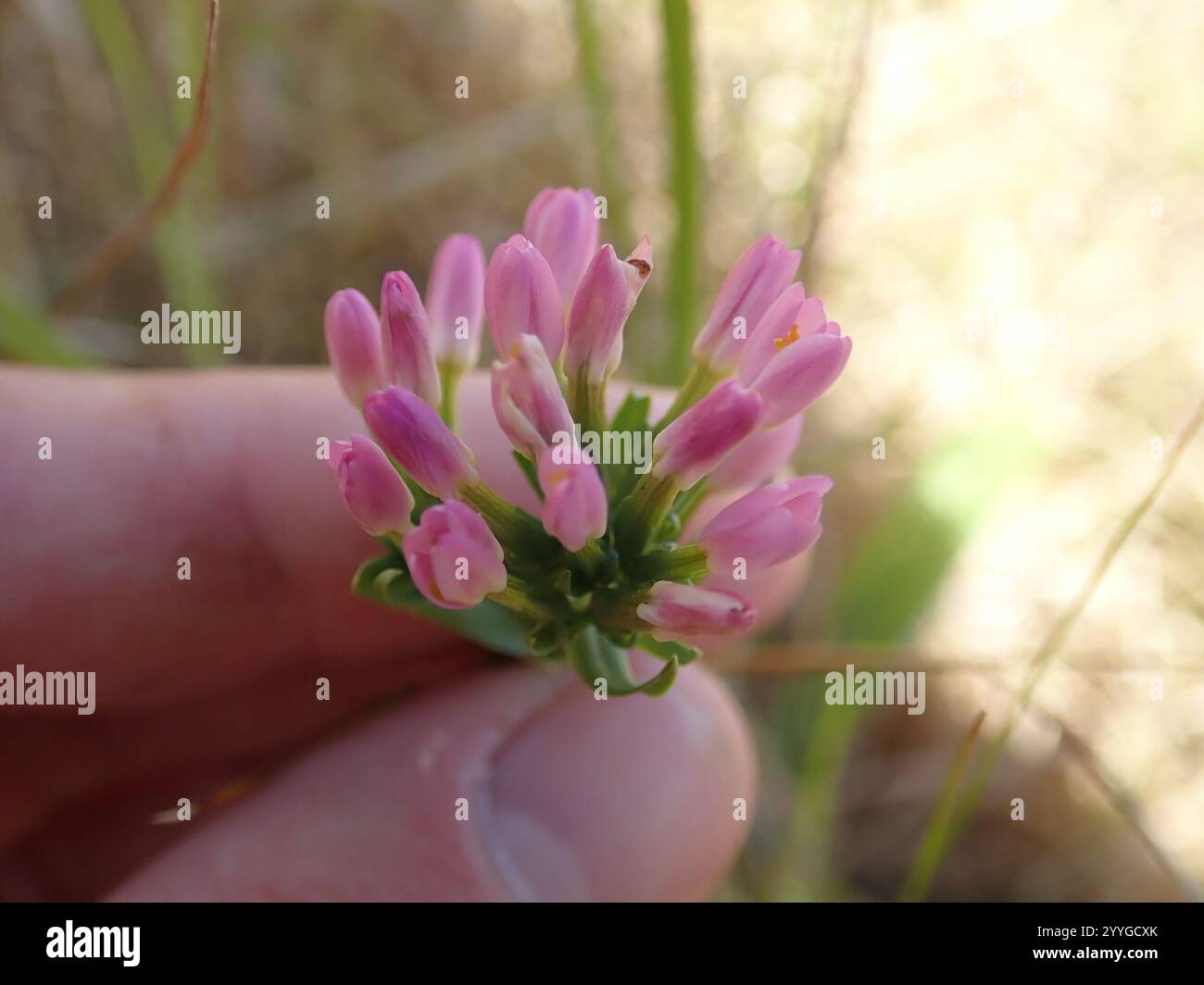 Lesser Centaury (Centaurium pulchellum Stock Photo - Alamy