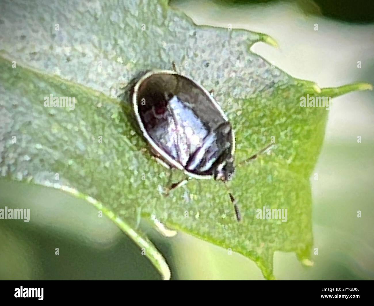 White-margined Burrower Bug (Sehirus cinctus Stock Photo - Alamy