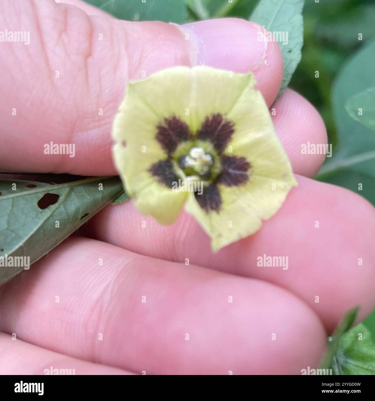 long-leaved groundcherry (Physalis longifolia Stock Photo - Alamy