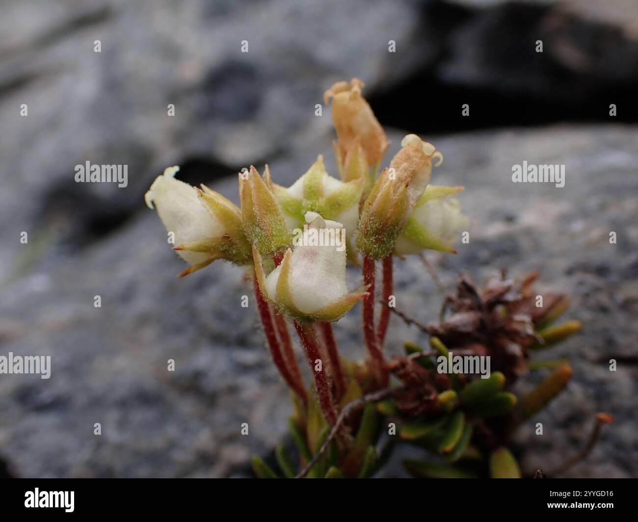 Yellow Mountain-heath (Phyllodoce glanduliflora Stock Photo - Alamy