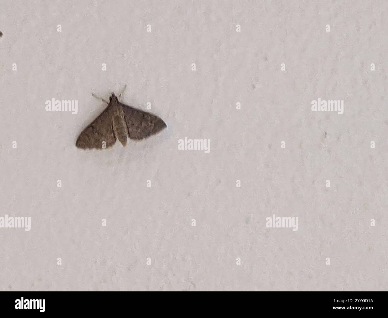 Dusky Herpetogramma Moth (Herpetogramma phaeopteralis Stock Photo - Alamy