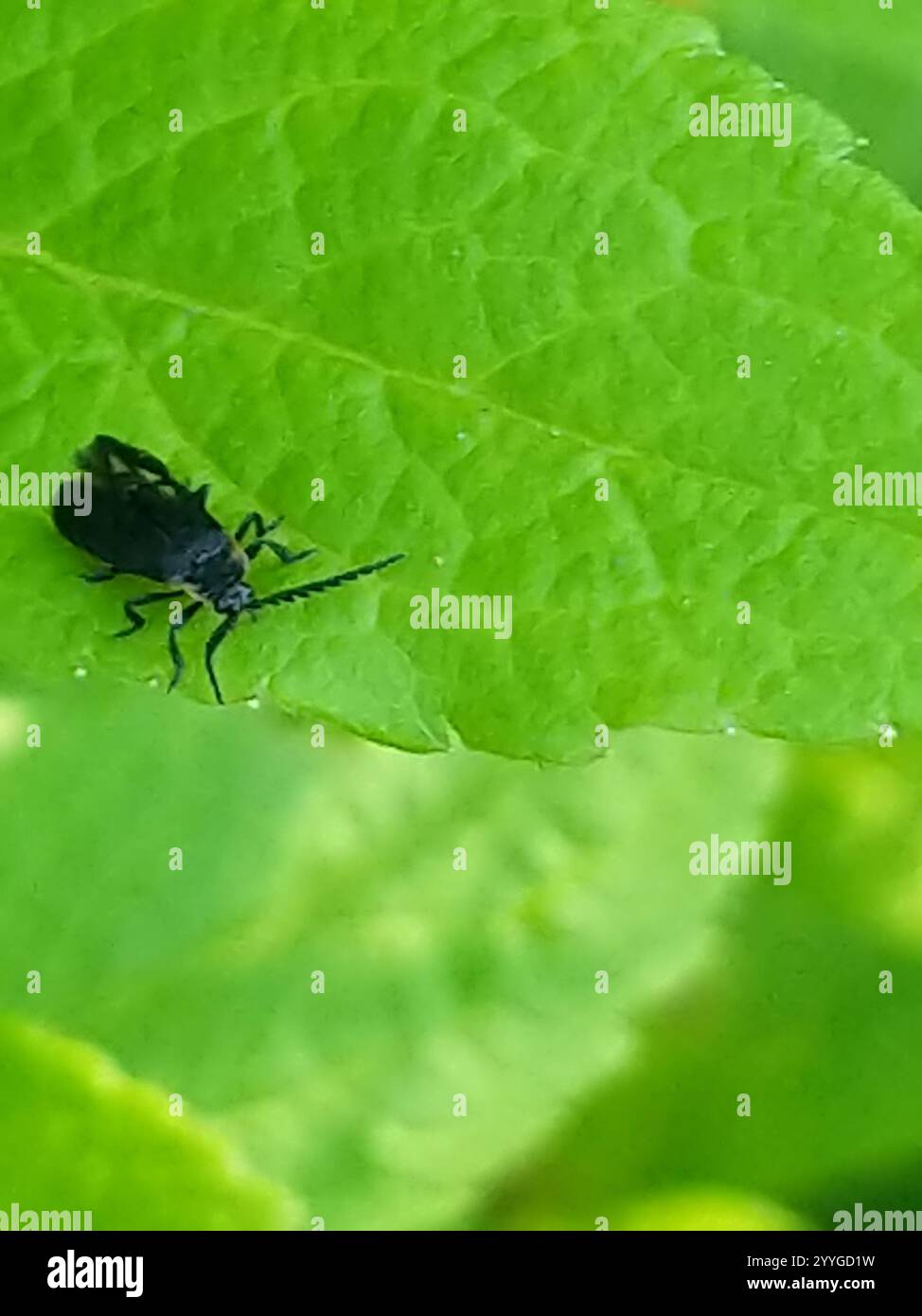 Net-winged Beetles (Lycidae Stock Photo - Alamy