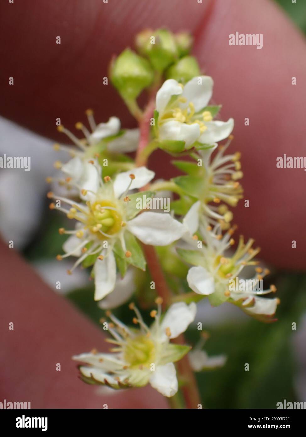 Partridgefoot (Luetkea pectinata Stock Photo - Alamy