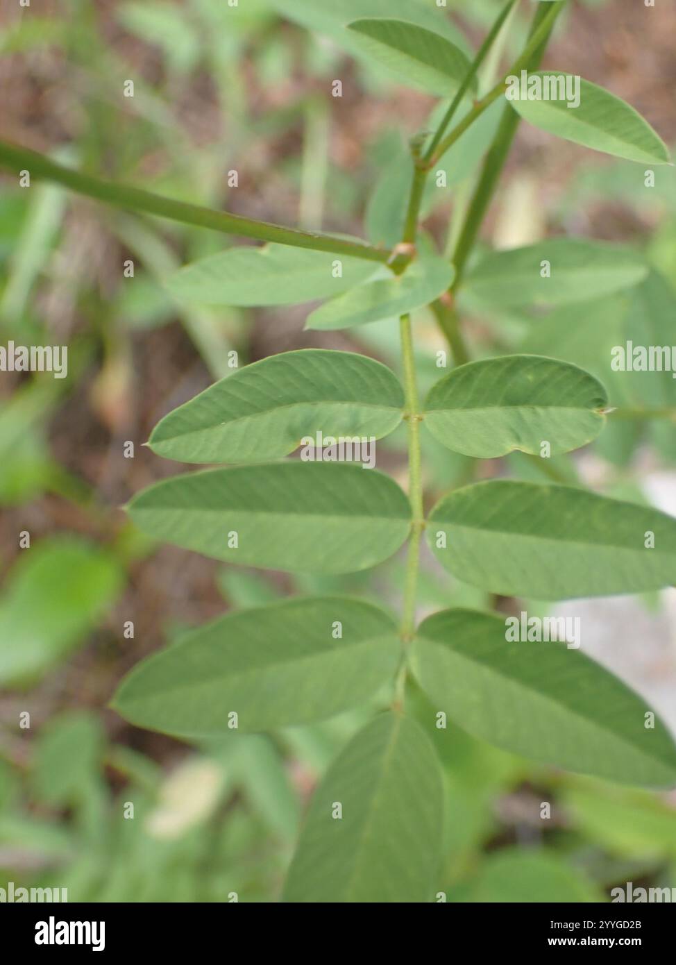 Yellow Sweet-vetch (Hedysarum sulphurescens Stock Photo - Alamy