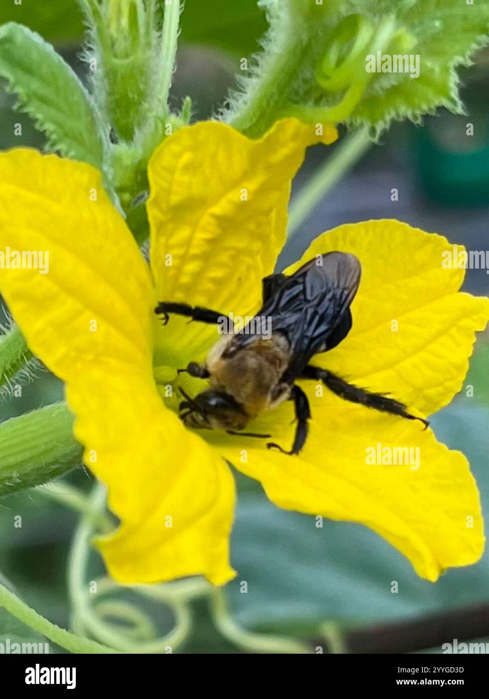 Hibiscus Turret Bee (Ptilothrix bombiformis Stock Photo - Alamy