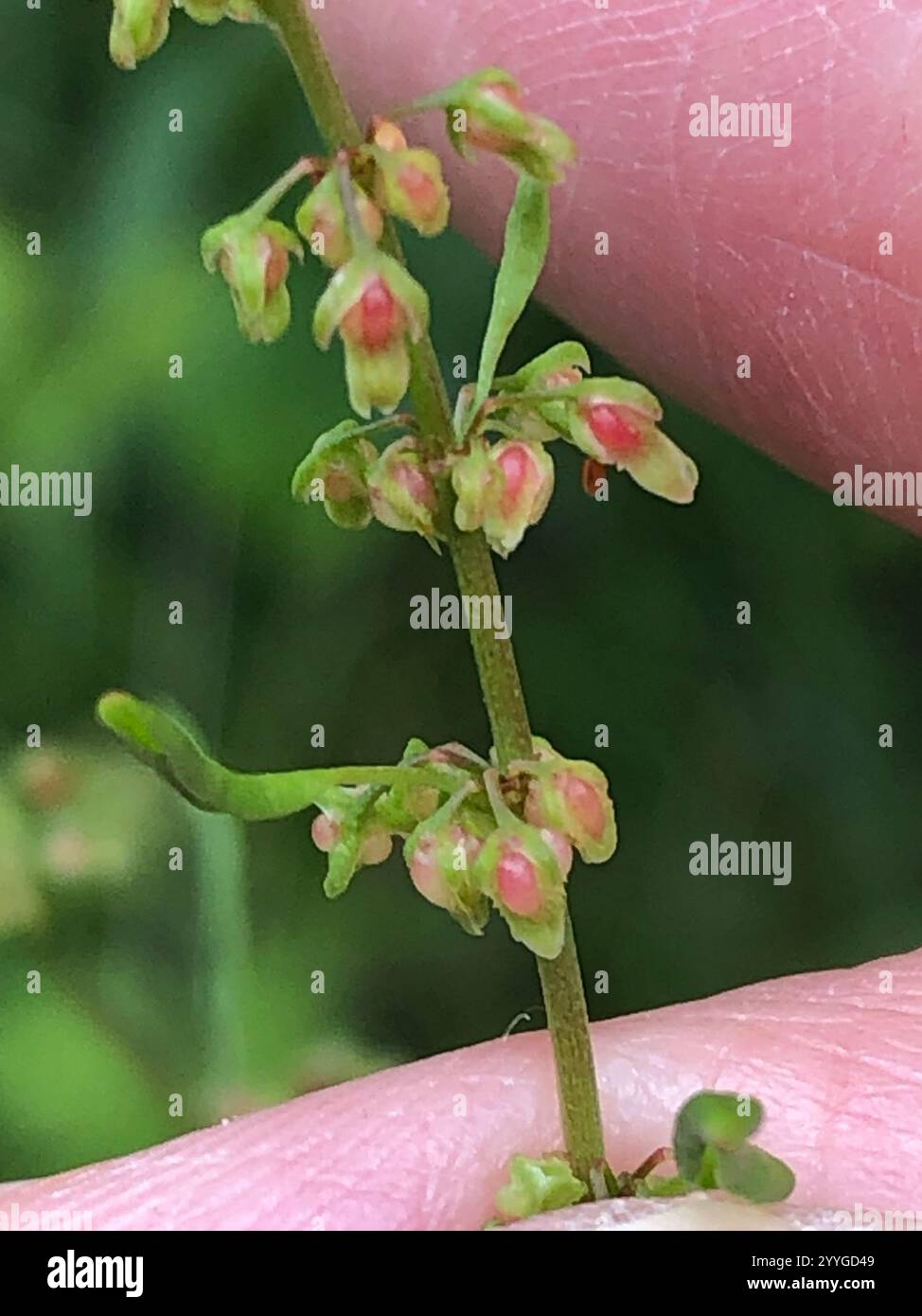 Clustered Dock (Rumex conglomeratus Stock Photo - Alamy