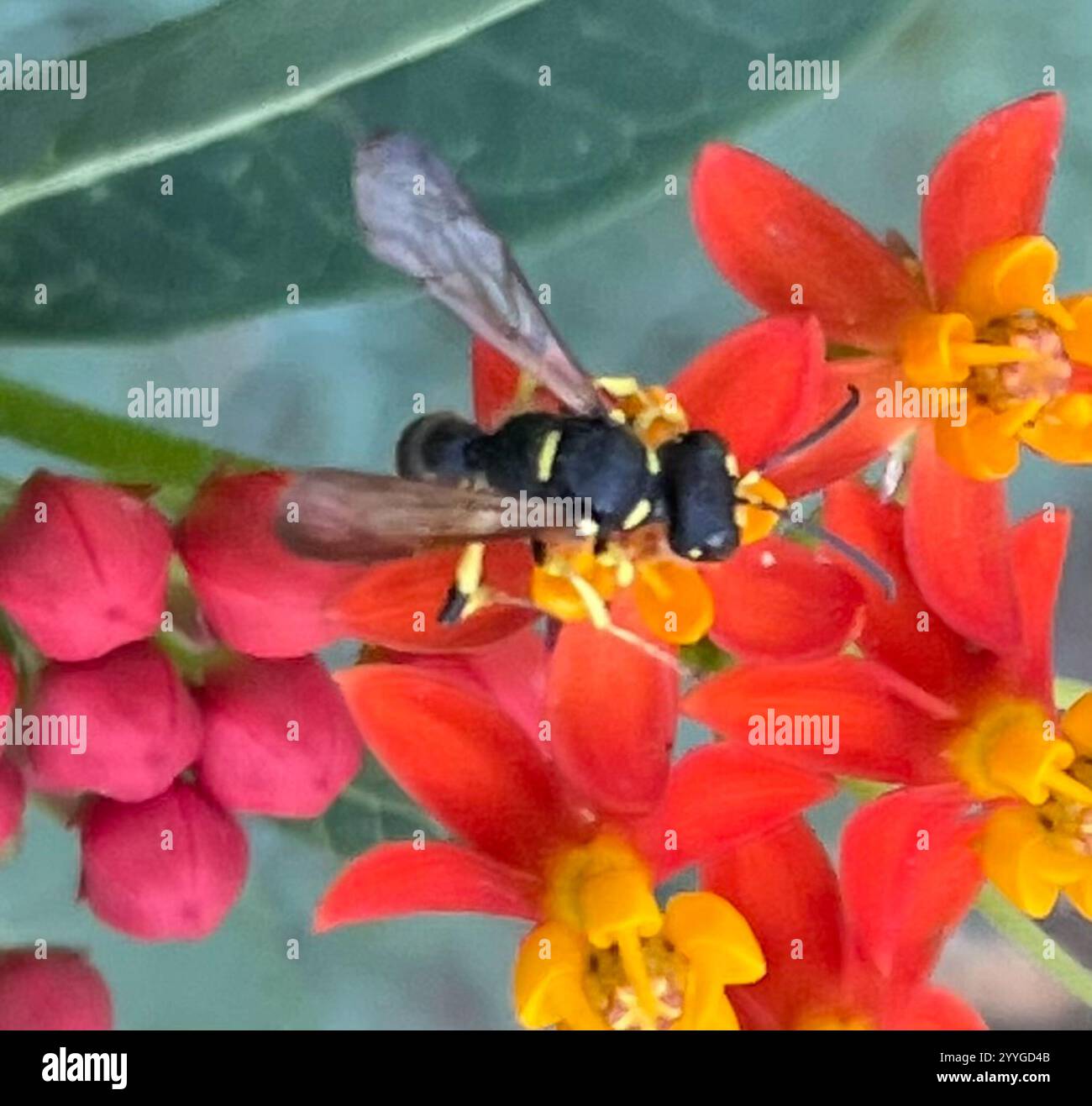 Square-headed Wasps, Sand Wasps, and Allies (Crabronidae Stock Photo ...