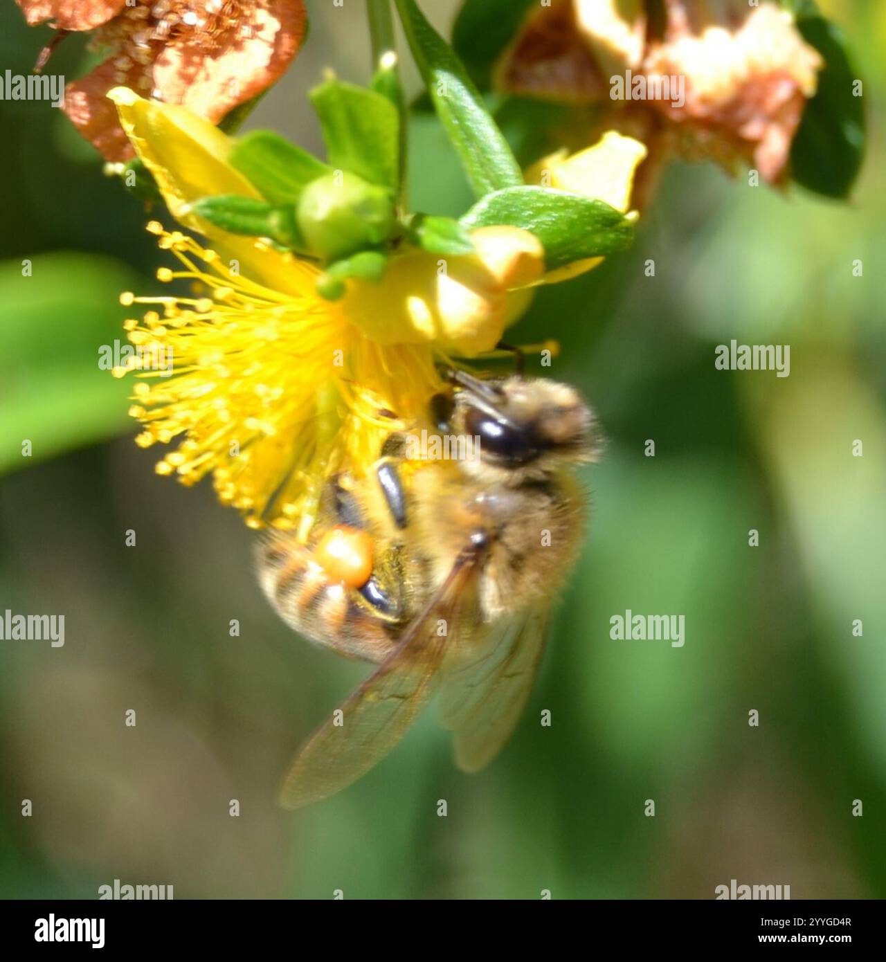 Western Honey Bee (Apis mellifera Stock Photo - Alamy