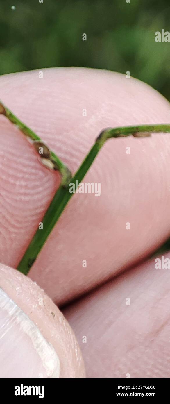 Hilograss (Paspalum conjugatum Stock Photo - Alamy