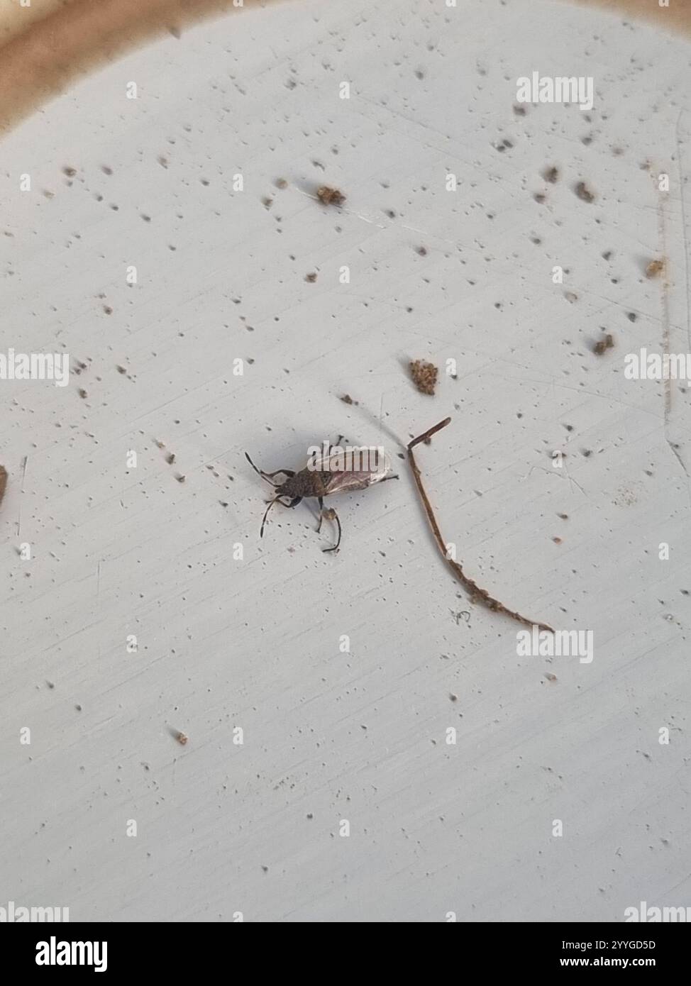 Cotton seed bug hi-res stock photography and images - Alamy