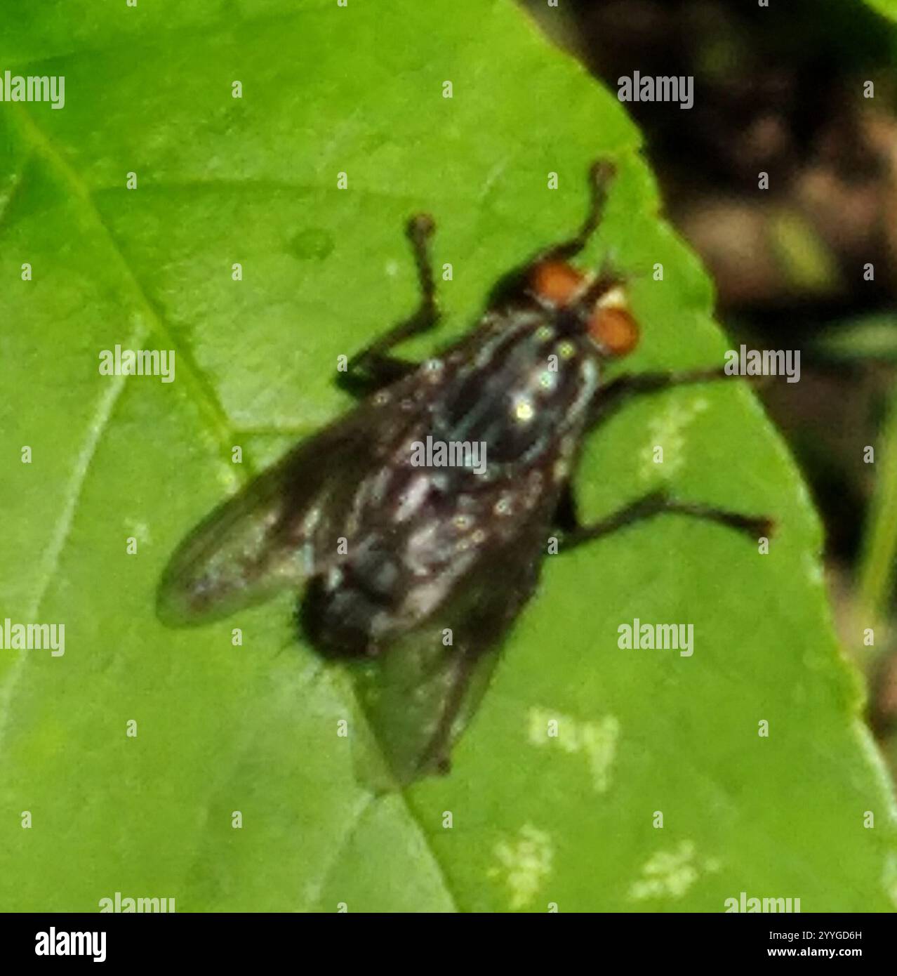 Common Flesh Flies (Sarcophaga Stock Photo - Alamy