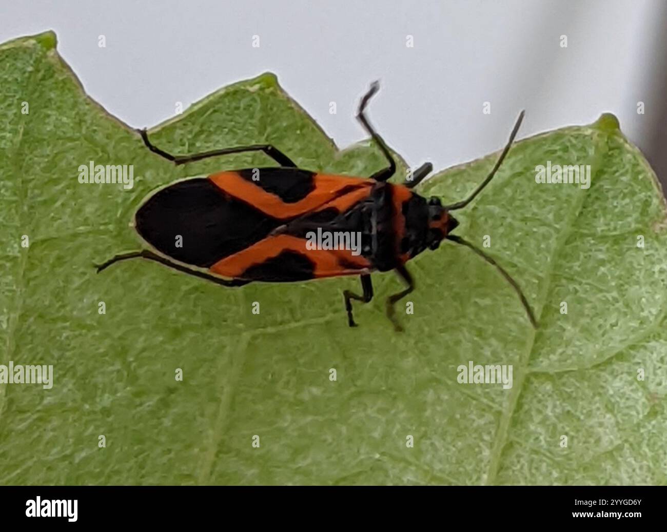 False Milkweed Bug (Lygaeus turcicus Stock Photo - Alamy