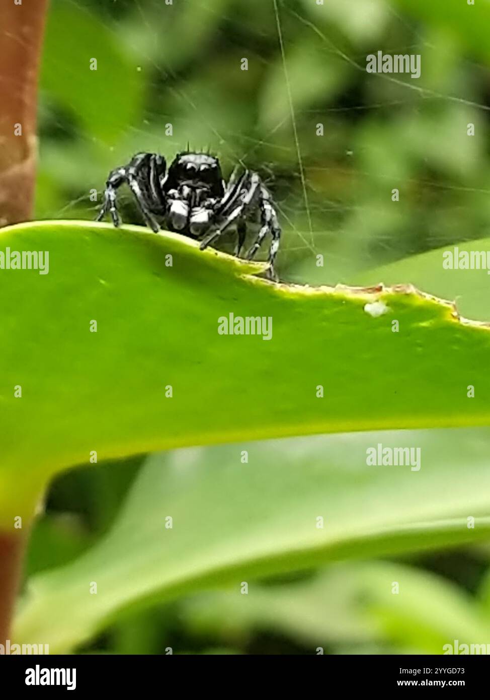 Typical Jumping Spiders (Salticinae Stock Photo - Alamy
