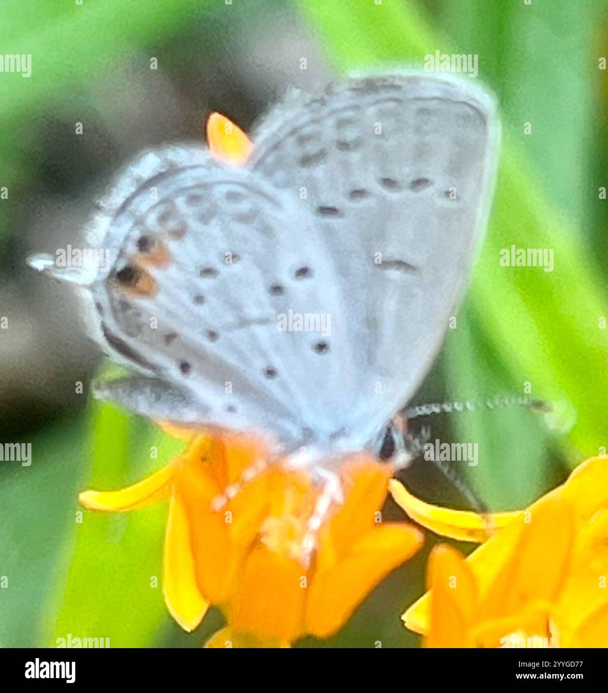 Eastern Tailed-Blue (Cupido comyntas Stock Photo - Alamy