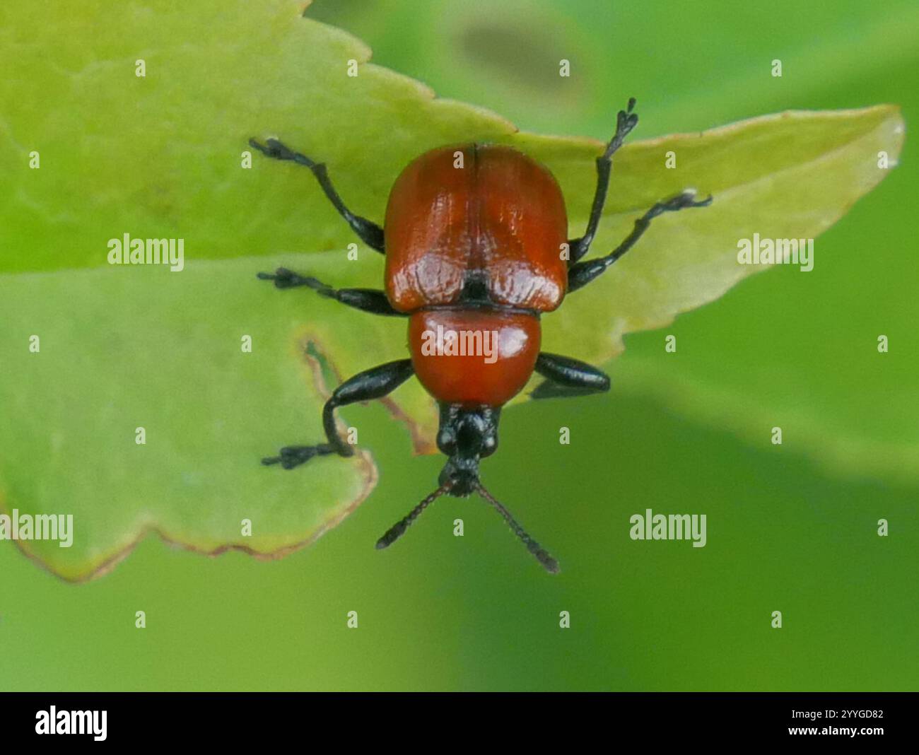 Oak leaf-roller (Attelabus nitens Stock Photo - Alamy