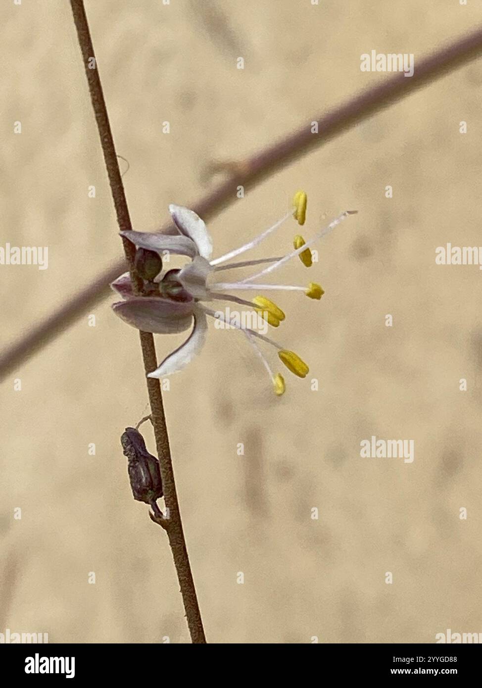 small-flowered soaproot (Hooveria parviflora Stock Photo - Alamy