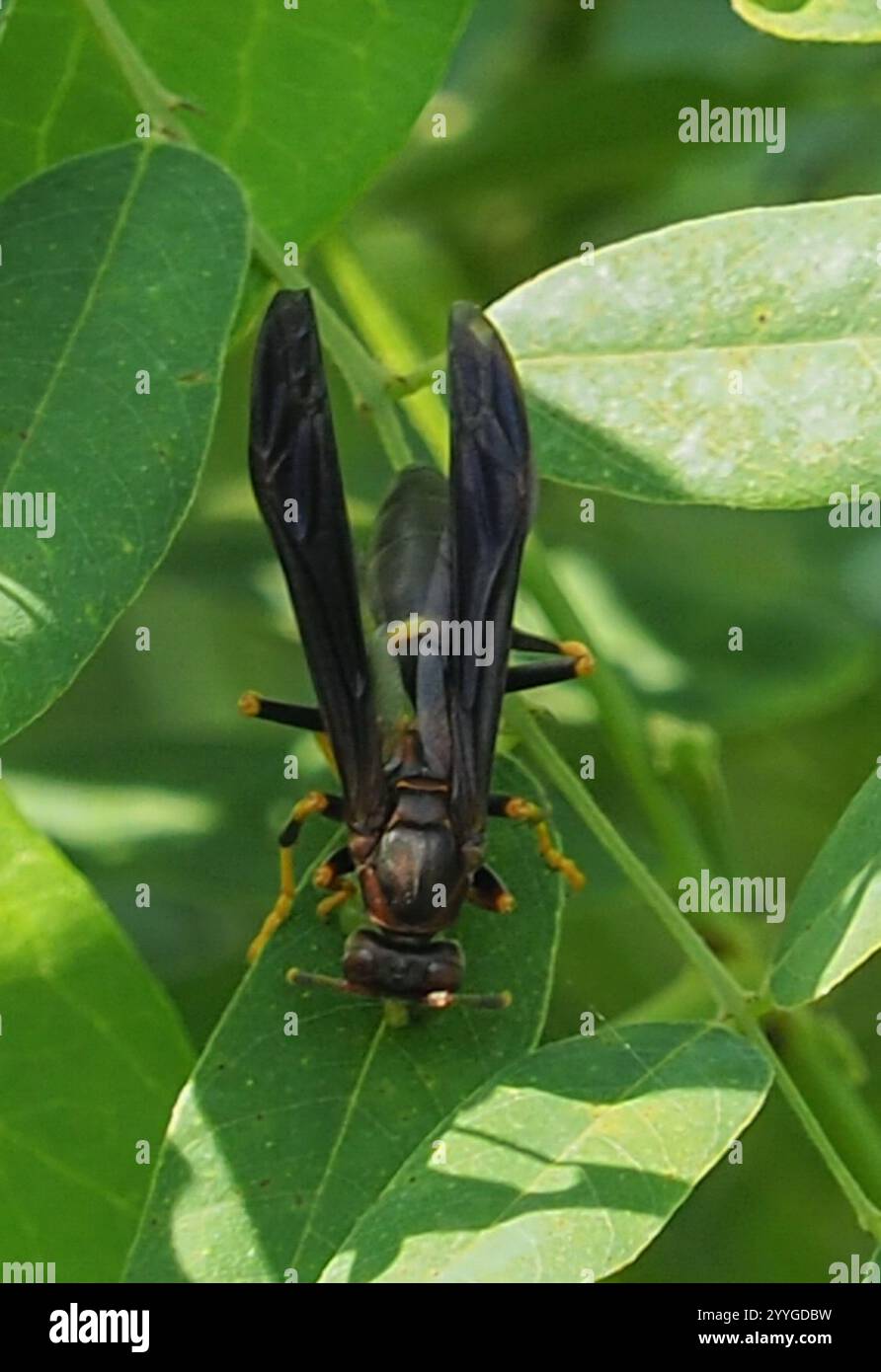 Ringed Paper Wasp (Polistes annularis Stock Photo - Alamy