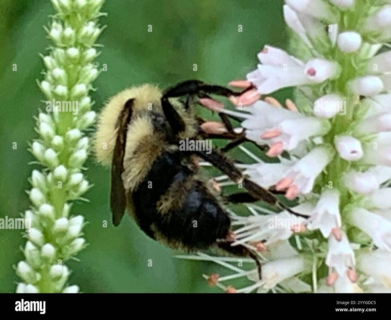 Two-spotted Bumble Bee (Bombus bimaculatus Stock Photo - Alamy