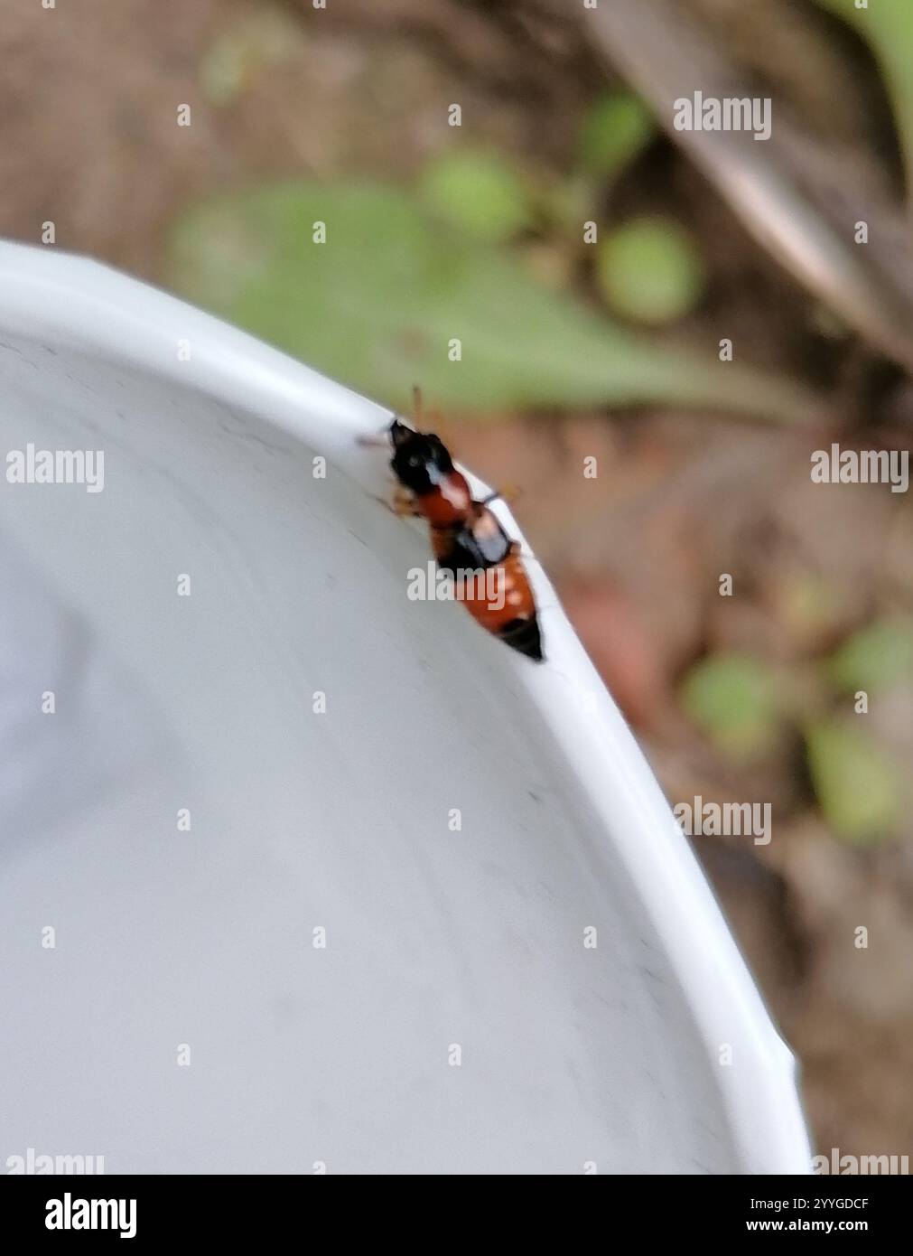 Red Rove Beetle (Oxyporus rufus Stock Photo - Alamy