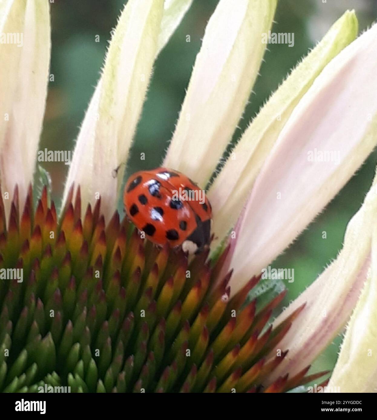 Asian Lady Beetle (Harmonia axyridis Stock Photo - Alamy