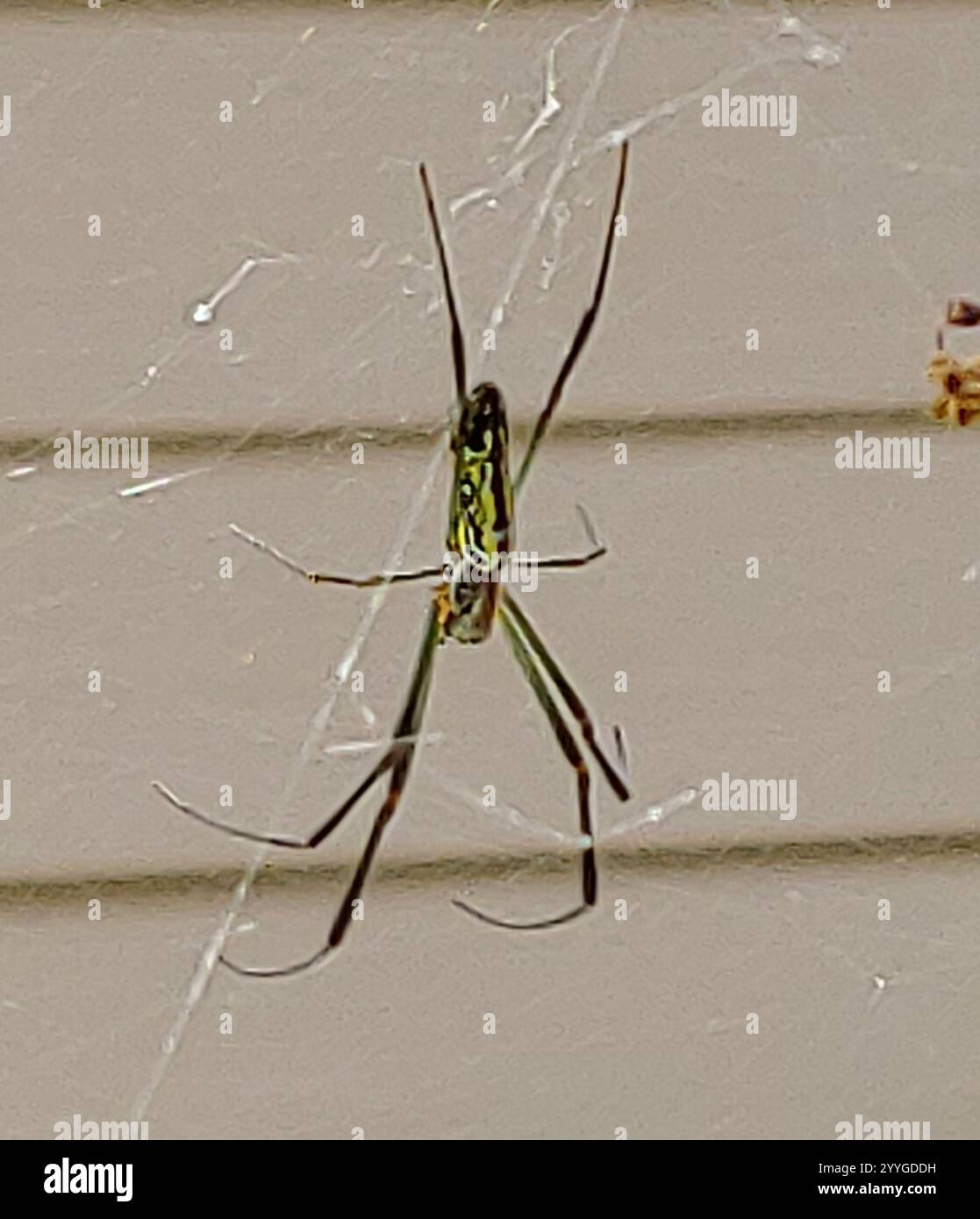 Joro Spider (Trichonephila clavata Stock Photo - Alamy