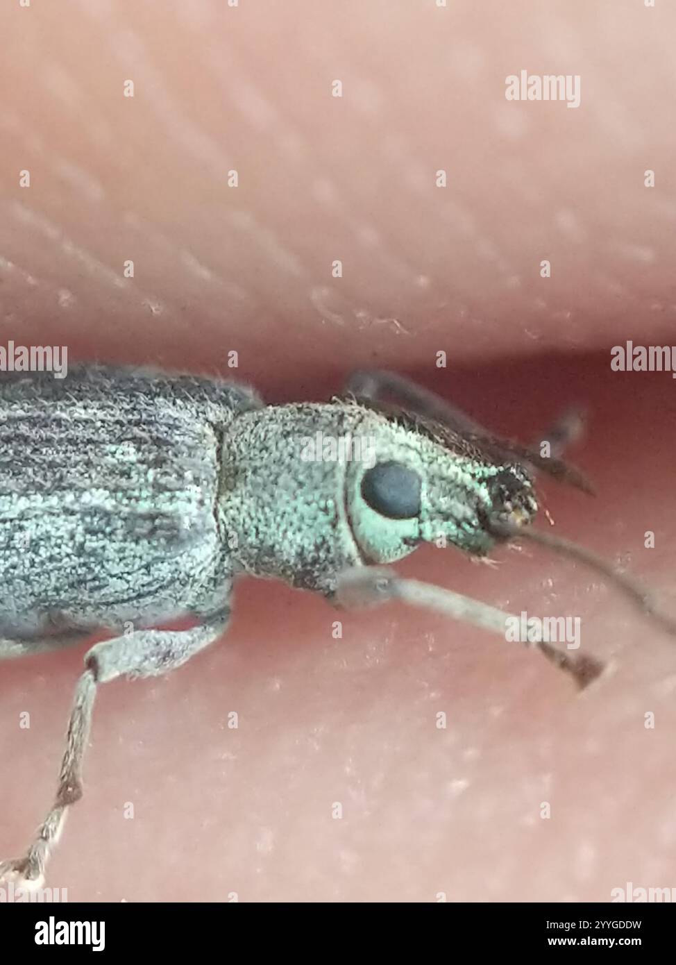 Asian oak weevil hi-res stock photography and images - Alamy