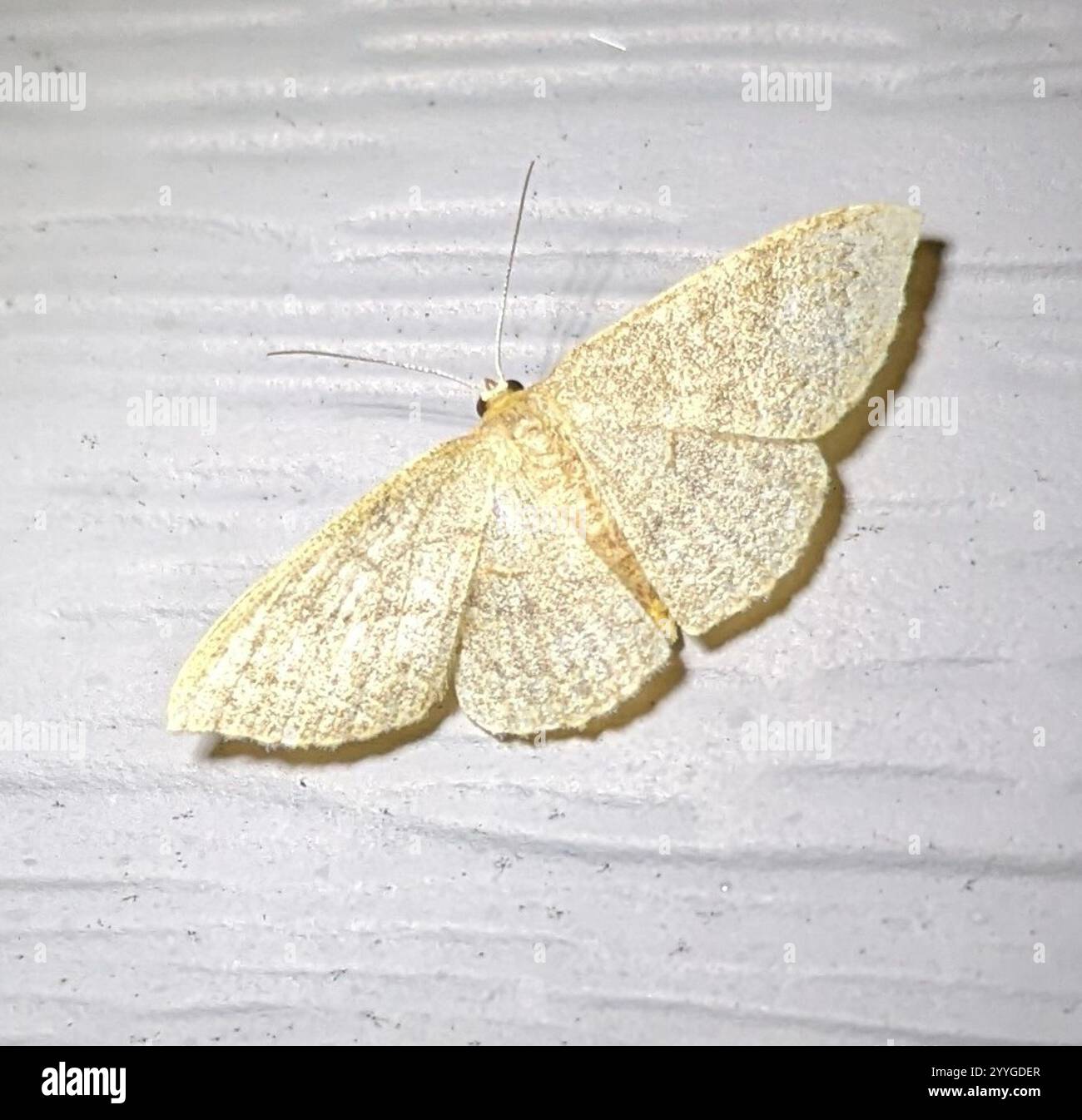 Common Tan Wave (Pleuroprucha insulsaria Stock Photo - Alamy