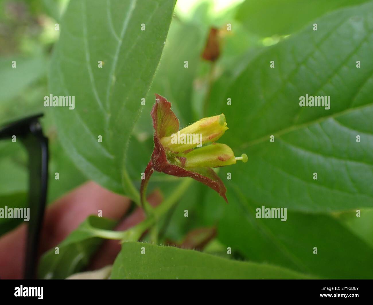 twinberry honeysuckle (Lonicera involucrata Stock Photo - Alamy