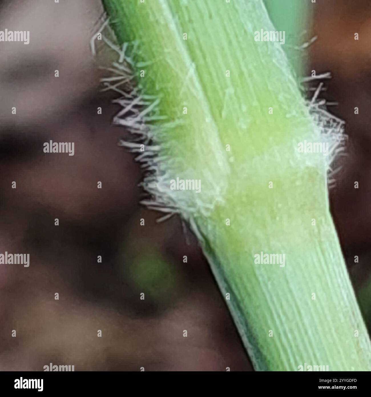 guinea grass (Megathyrsus maximus Stock Photo - Alamy