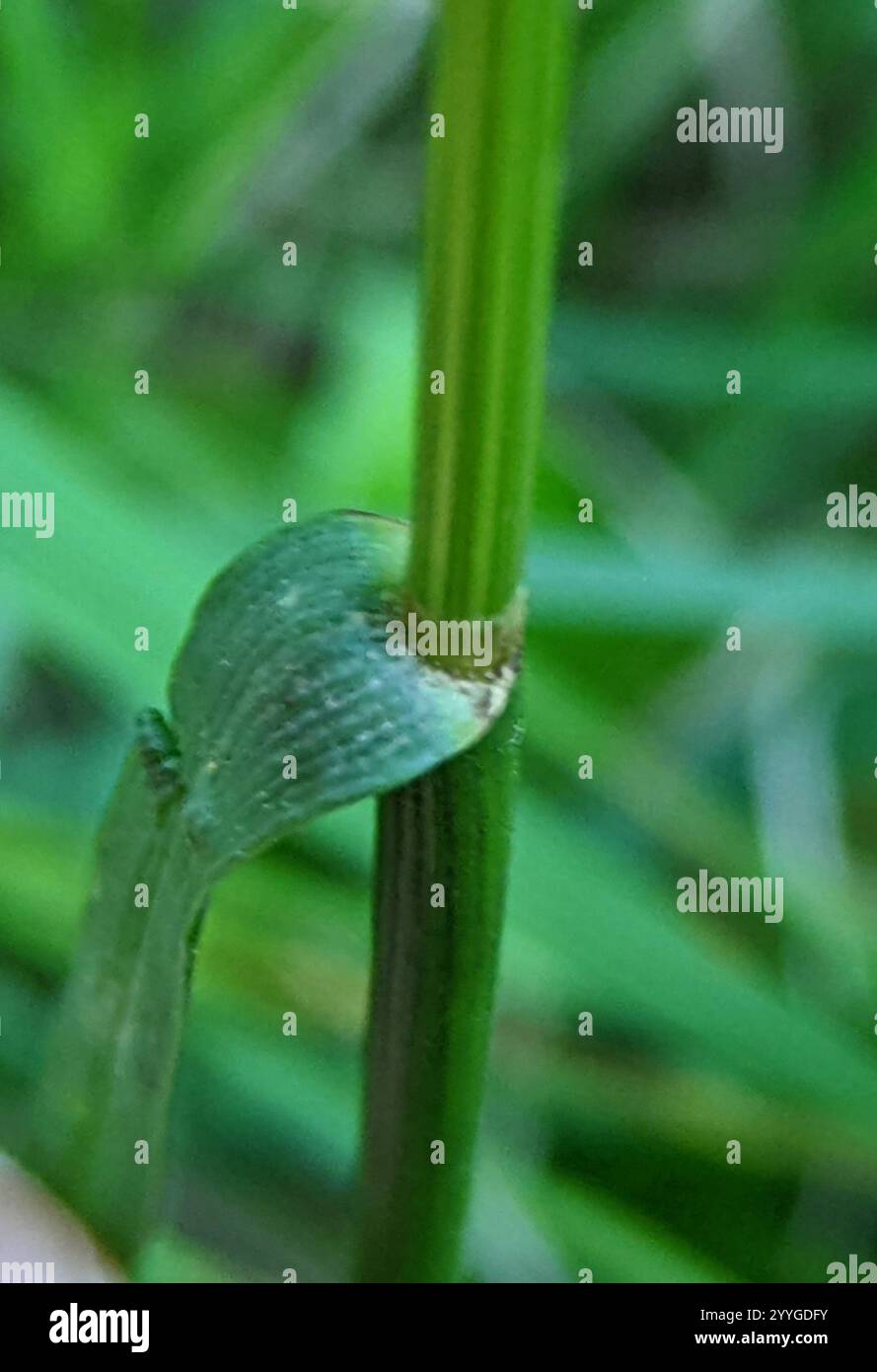 crested dogtail grass (Cynosurus cristatus Stock Photo - Alamy