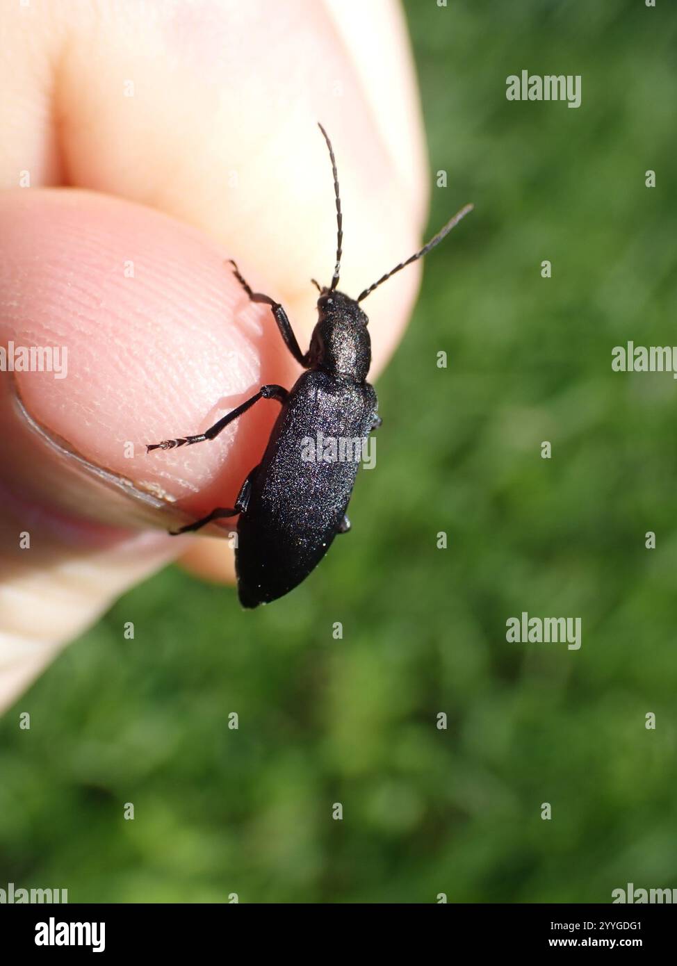 Cedar False Blister Beetle (Ditylus quadricollis Stock Photo - Alamy