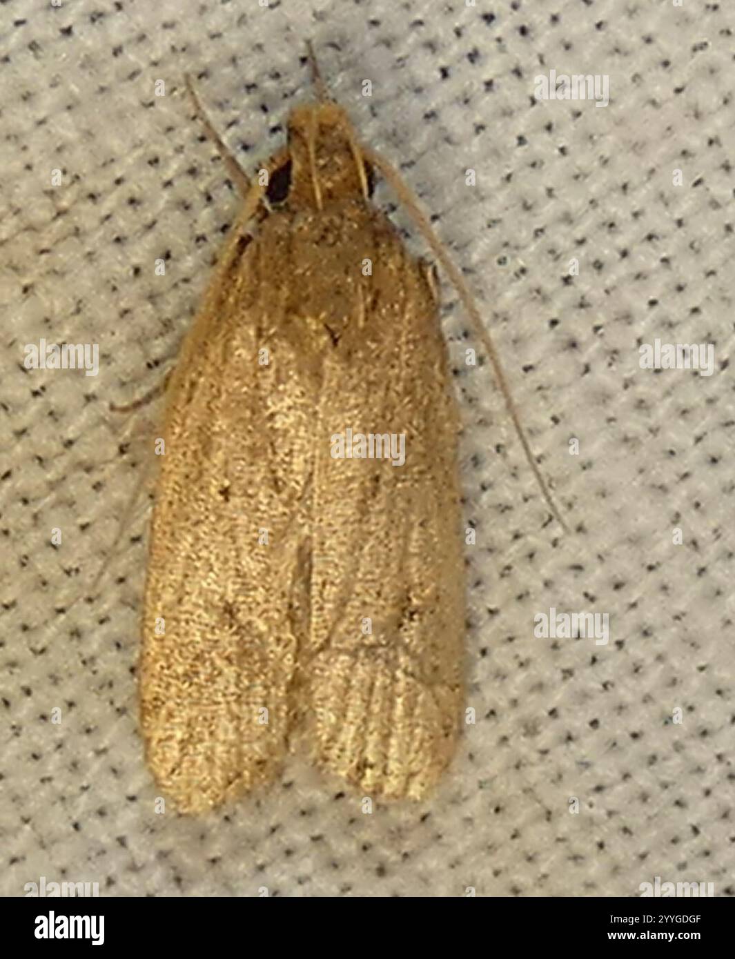 Kyoto Moth (Autosticha kyotensis Stock Photo - Alamy