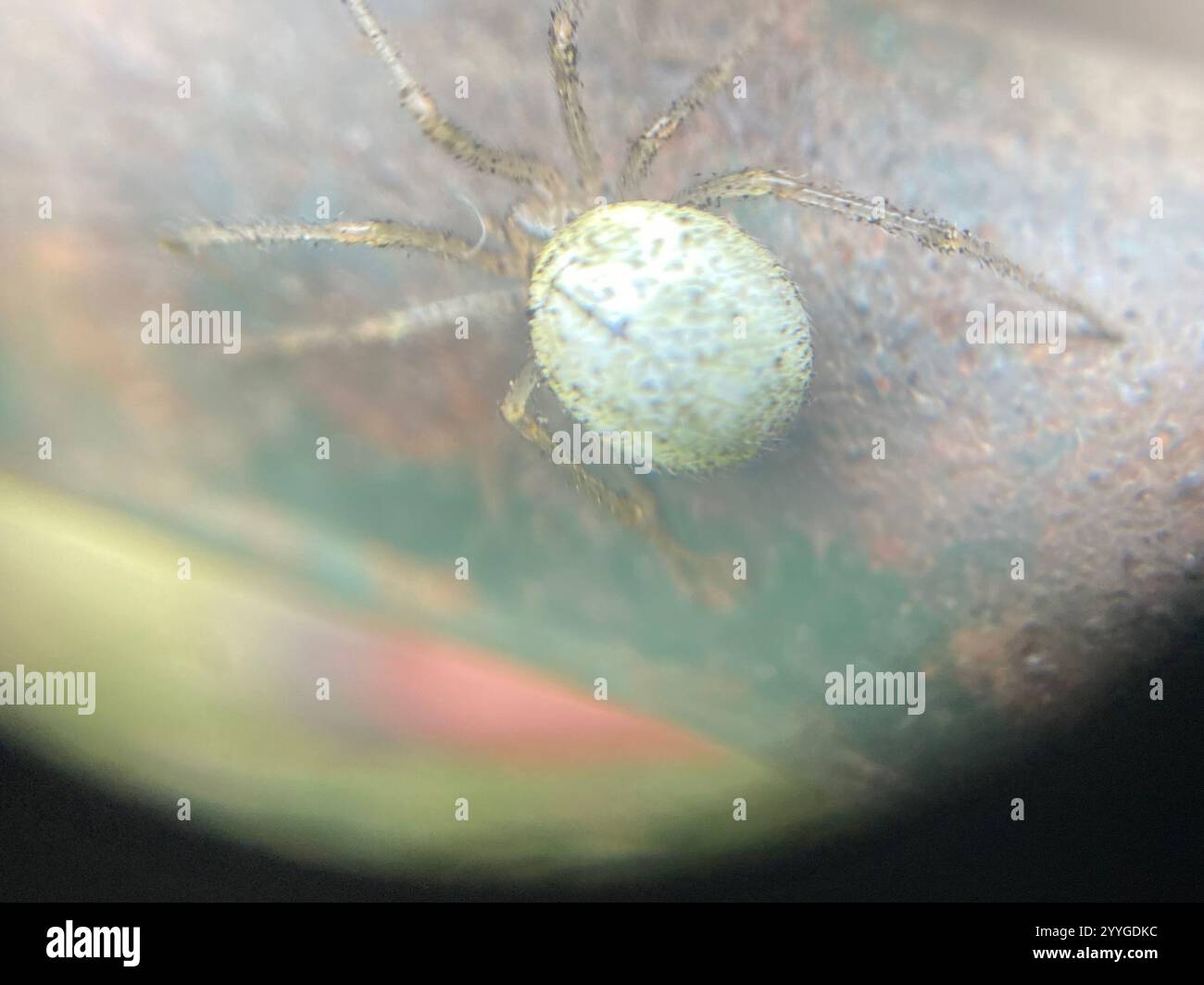 Common candy-striped spider (Enoplognatha ovata Stock Photo - Alamy