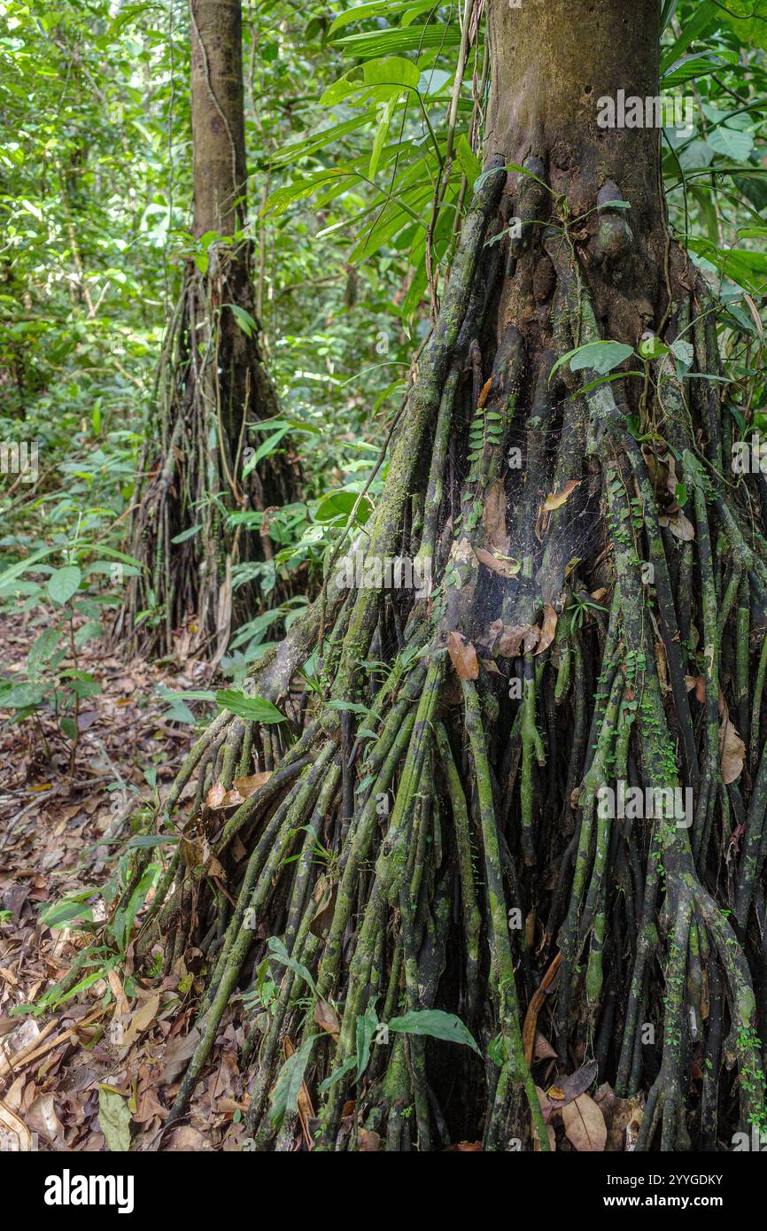 Tambopata, Peru - 26 Nov, 2024: Socratea exorrhiza, a walking palm or ...