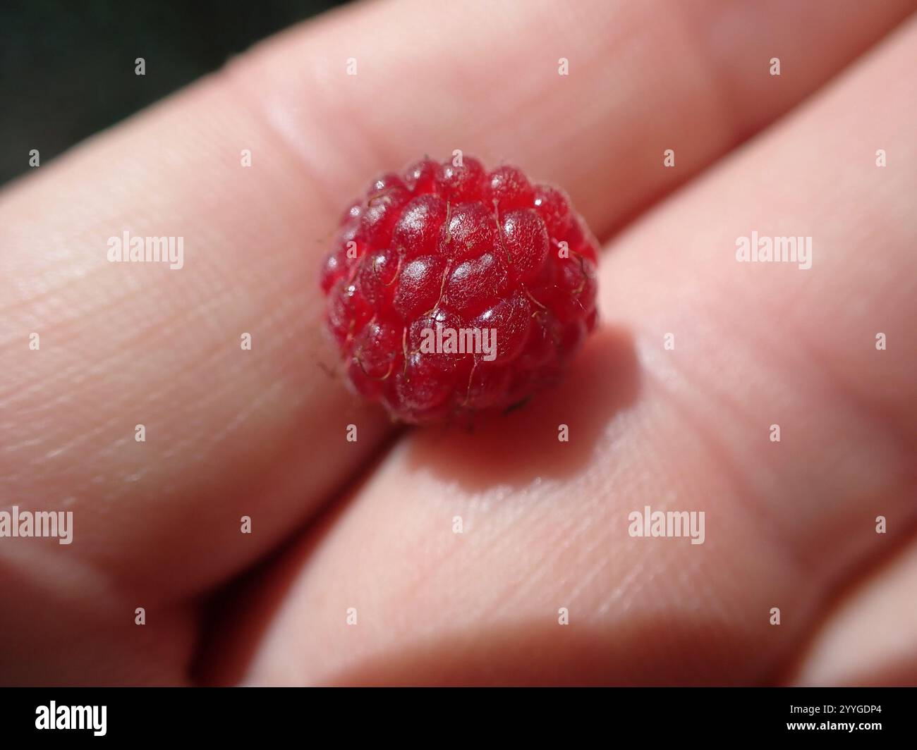 whitebark raspberry (Rubus leucodermis Stock Photo - Alamy