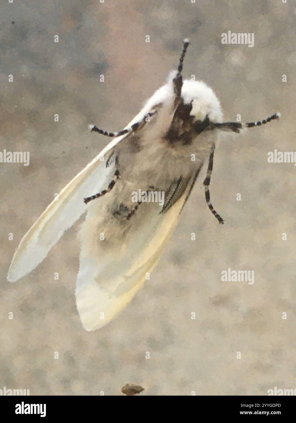 White Satin Moth (Leucoma salicis Stock Photo - Alamy