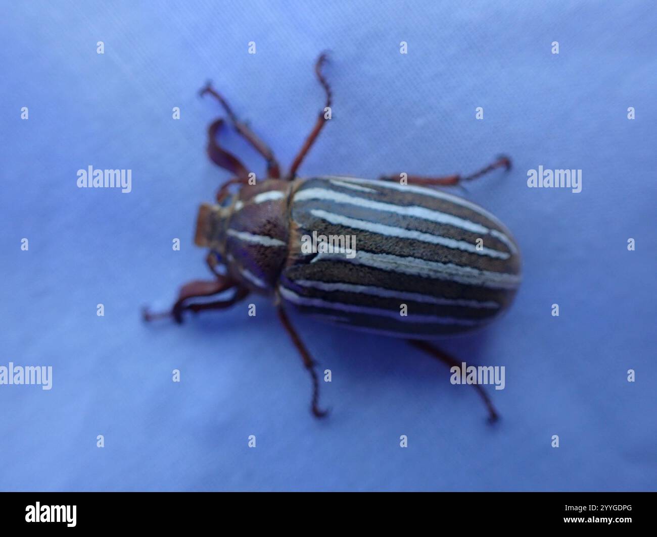 Long-haired June Beetle (Polyphylla crinita Stock Photo - Alamy