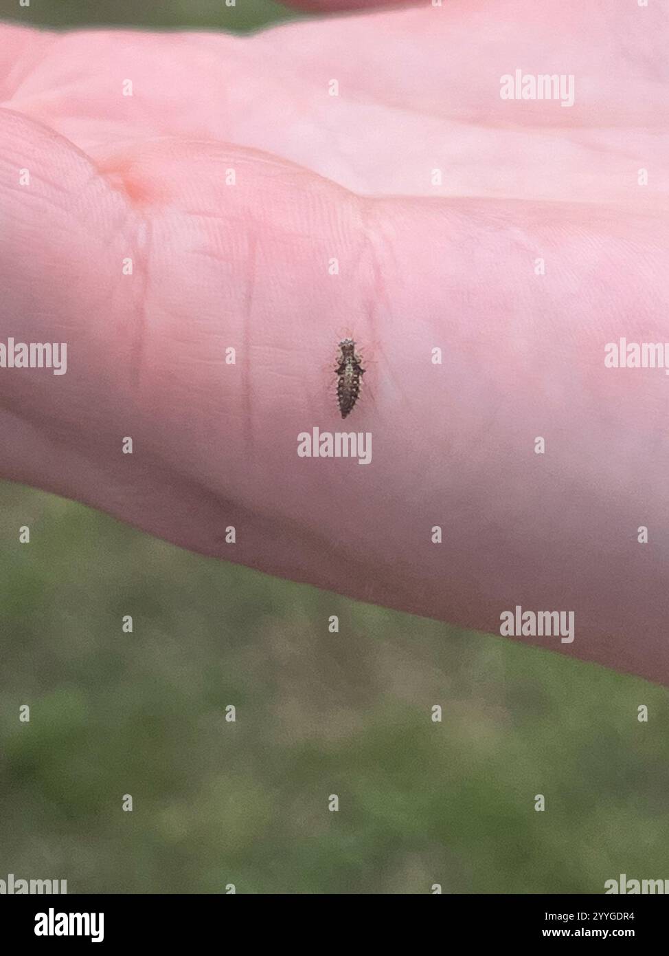 Lacewings and Allies (Hemerobiiformia Stock Photo - Alamy