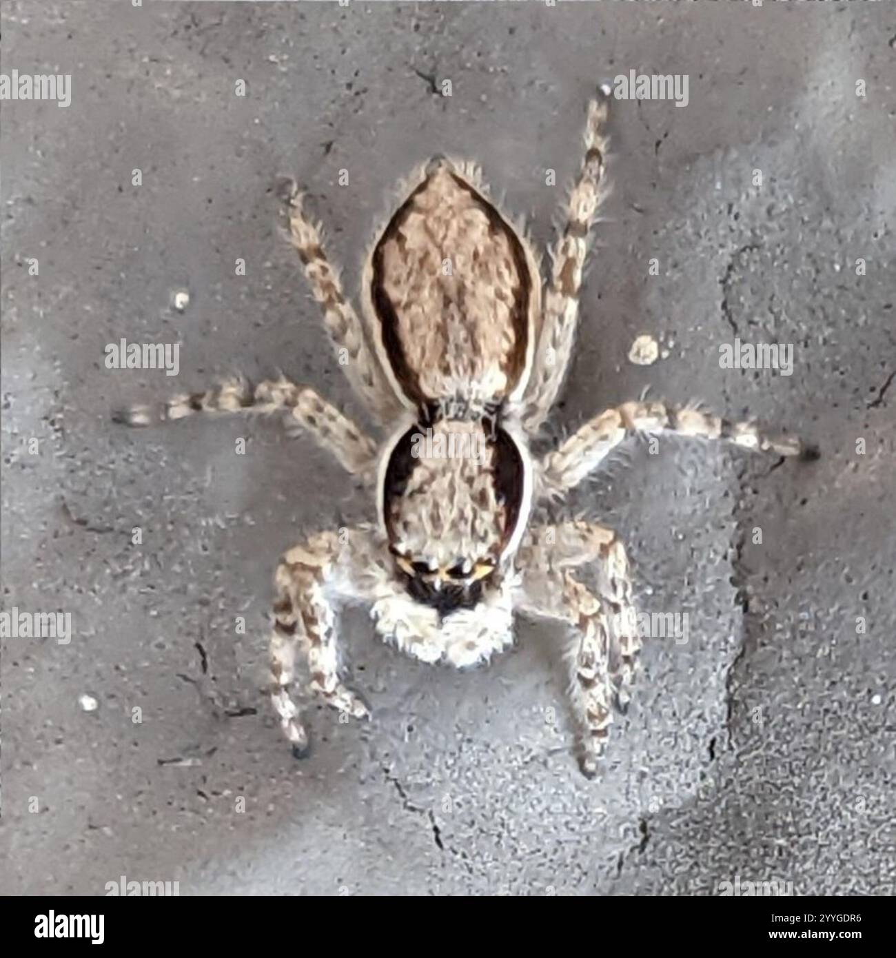 Gray Wall Jumping Spider (Menemerus bivittatus Stock Photo - Alamy