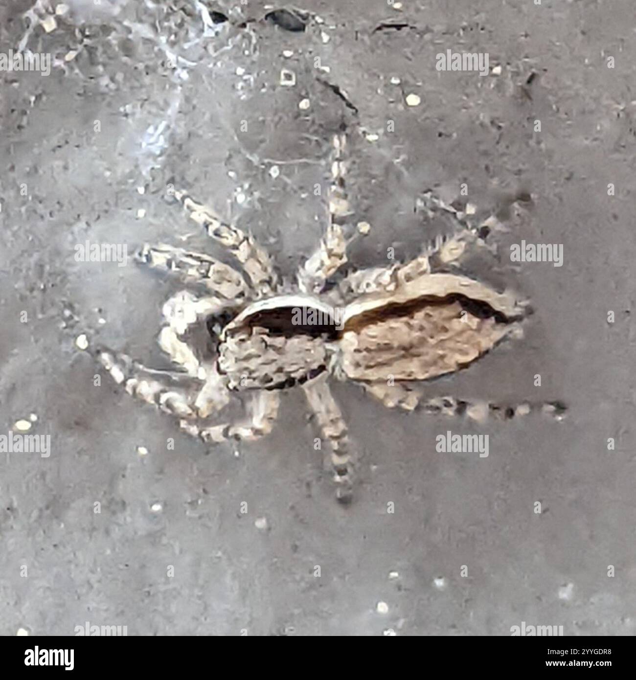 Gray Wall Jumping Spider (Menemerus bivittatus Stock Photo - Alamy