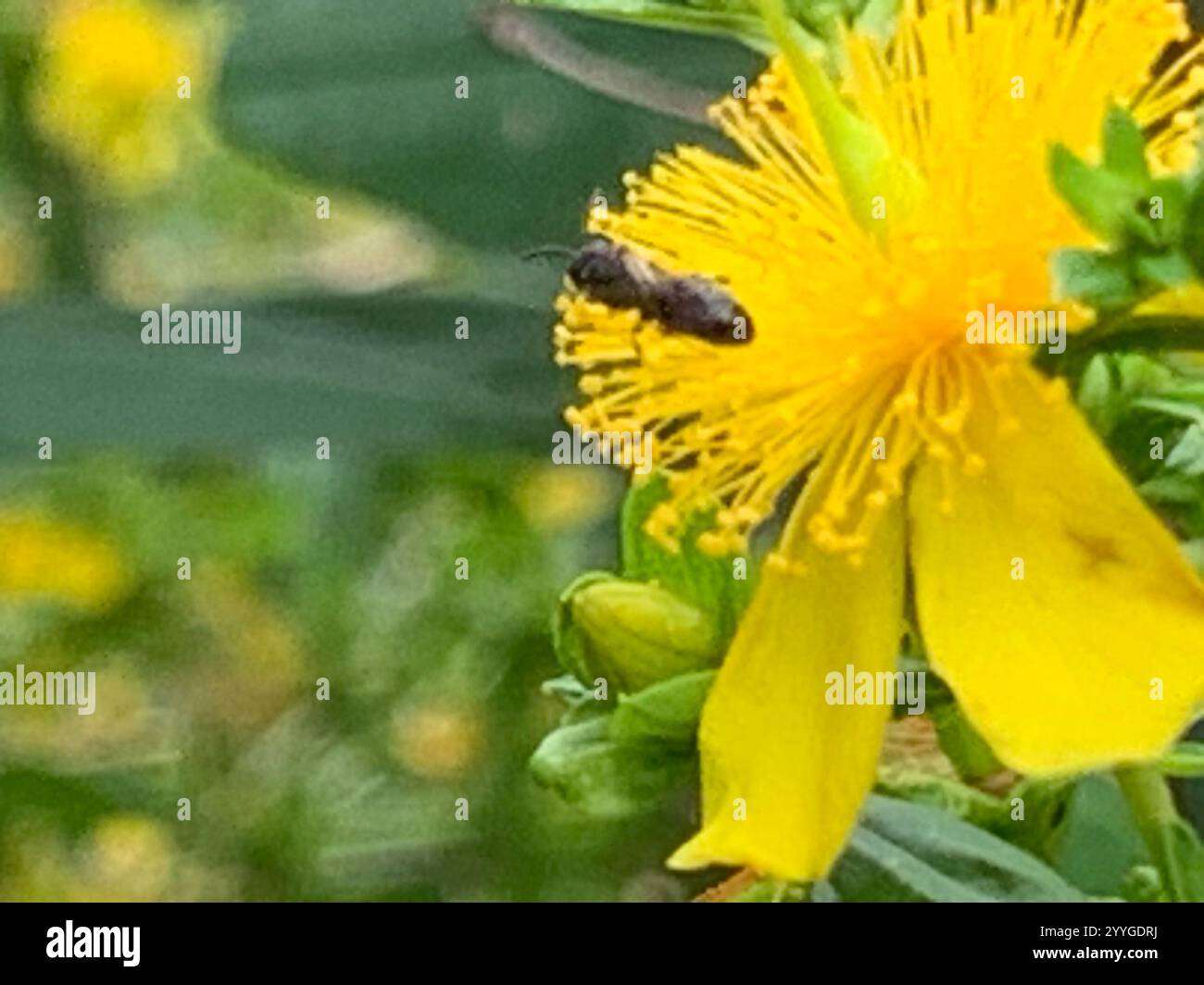 Masked Bees (Hylaeus Stock Photo - Alamy