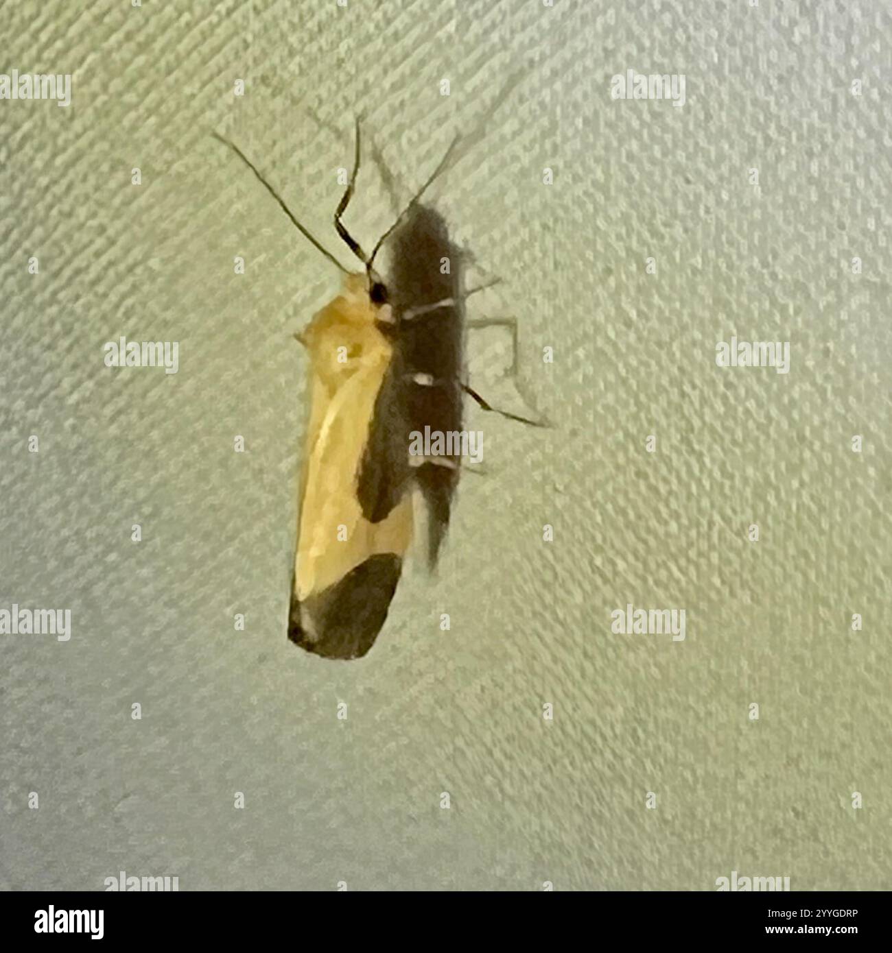 Pictured Lichen Moth (Cisthene picta Stock Photo - Alamy