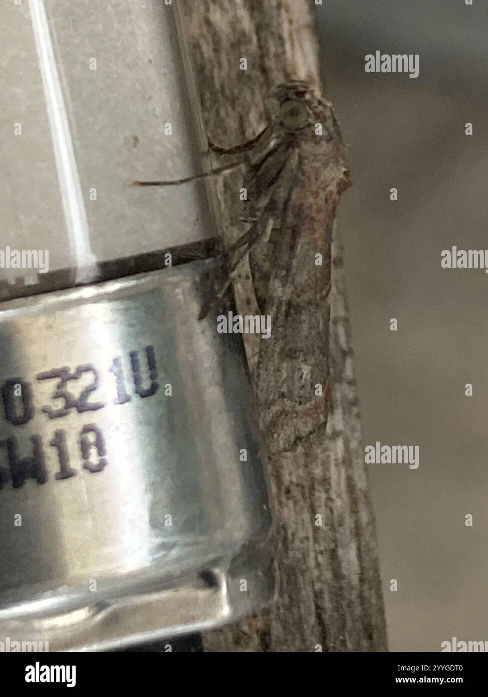 Dotted Oak Knot-horn (Phycita roborella Stock Photo - Alamy