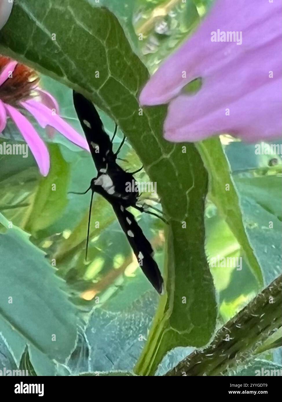 Grape Leaffolder and Leafroller Moths (Desmia funeralis Stock Photo - Alamy