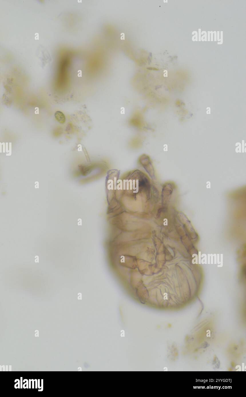 Mites and Ticks (Acari Stock Photo - Alamy