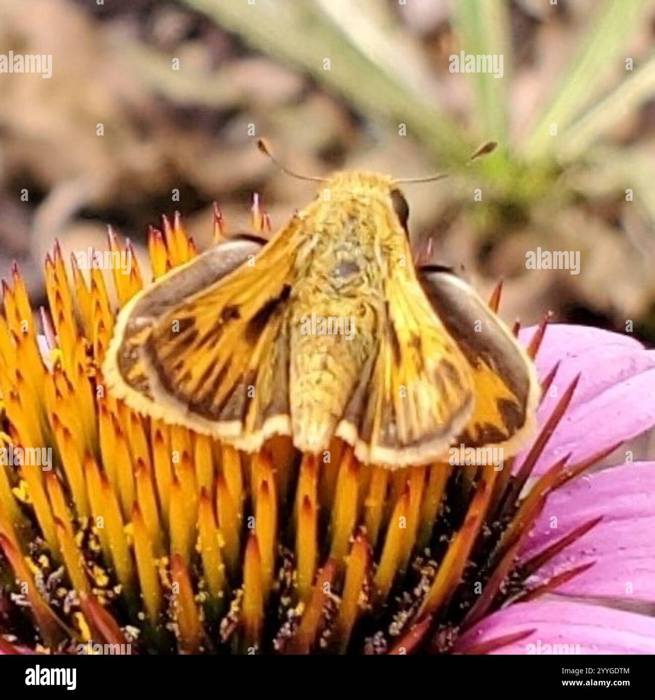 Fiery Skipper (Hylephila phyleus Stock Photo - Alamy