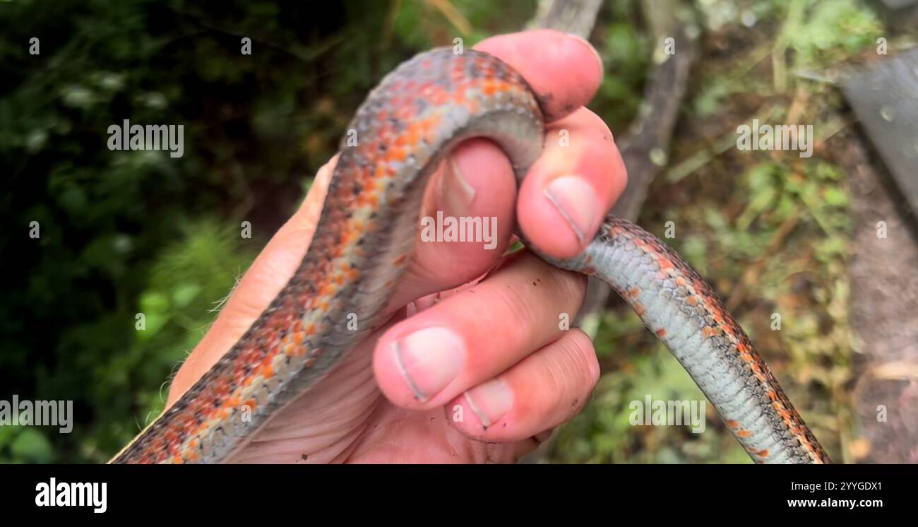 Coast Garter Snake (Thamnophis elegans terrestris Stock Photo - Alamy