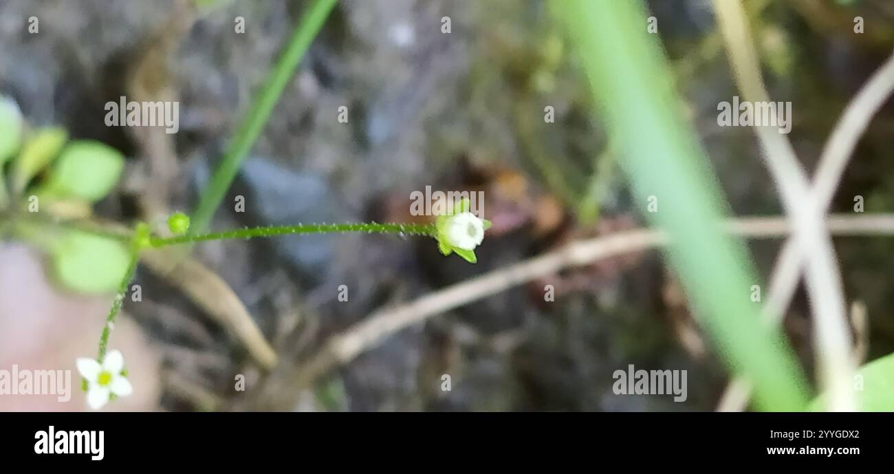 slender-stemmed androsace (Androsace filiformis Stock Photo - Alamy